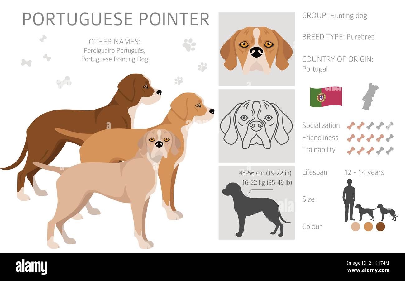 Portuguese Pointer clipart. Different poses, coat colors set. Vector ...