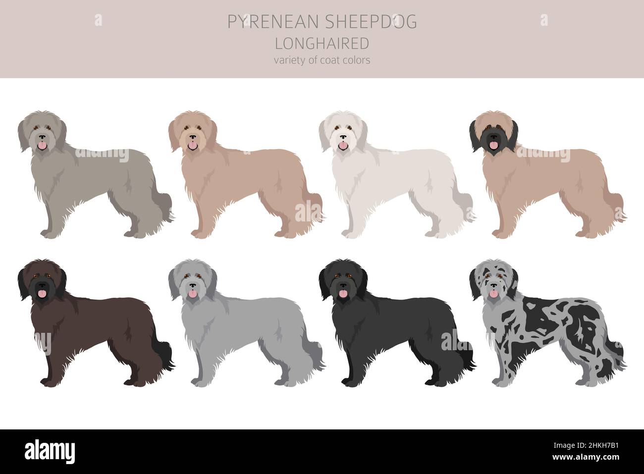 Pyrenean sheepdog, longhaired clipart. Different poses, coat colors set ...
