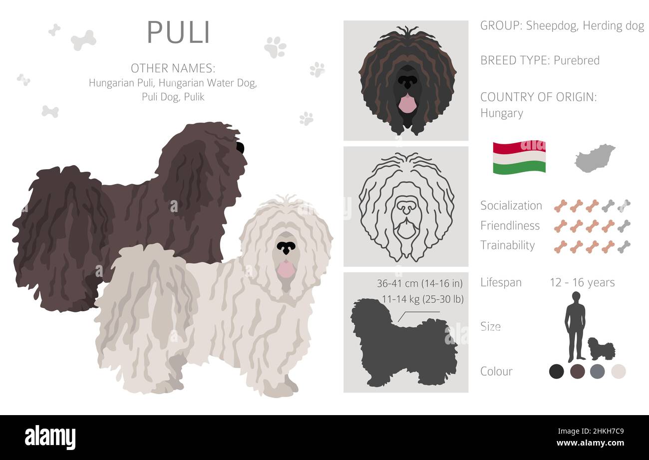 Hungarian Puli Sheep Dog