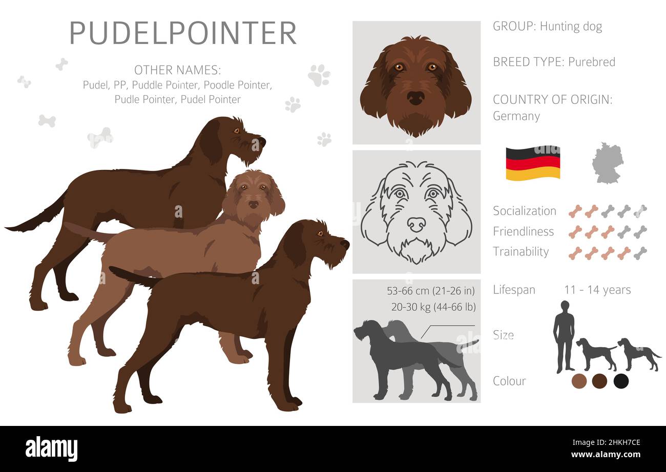 What Breed Is A Poodle Pointer