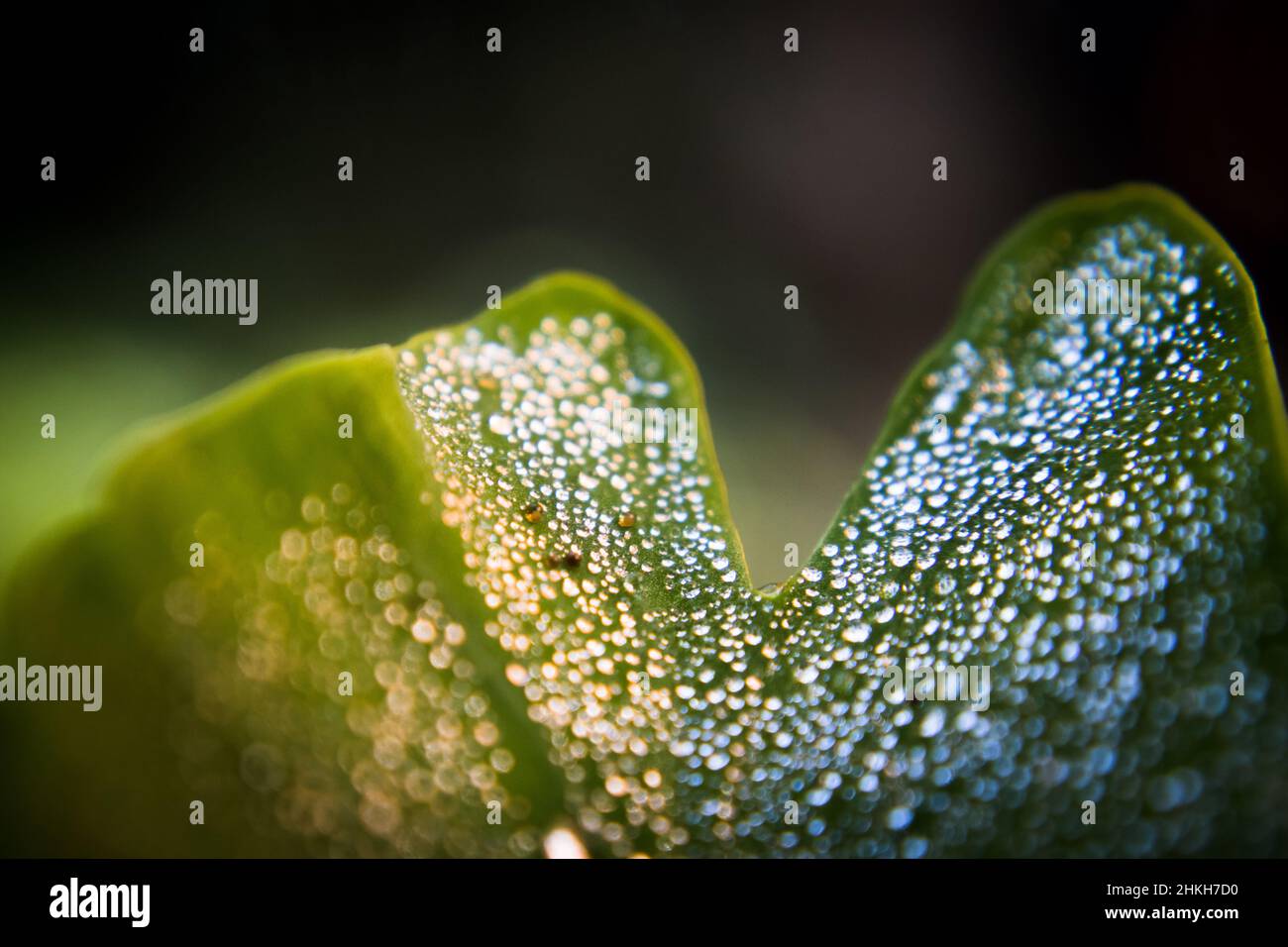 Dew drop in the morning on a taro leaf Stock Photo - Alamy