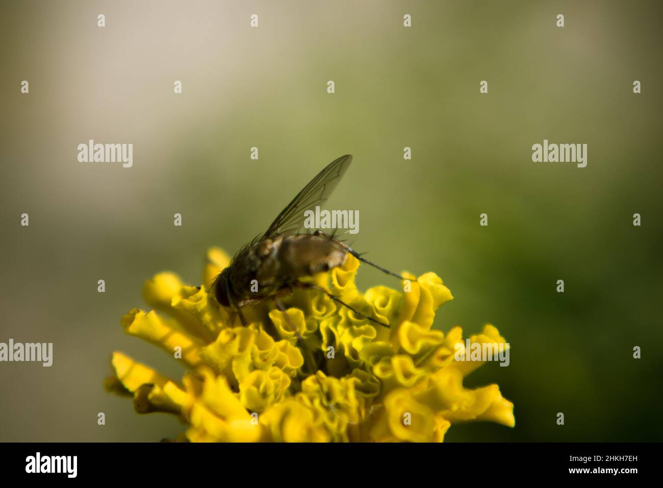 A fly in the marigold bud Stock Photo - Alamy