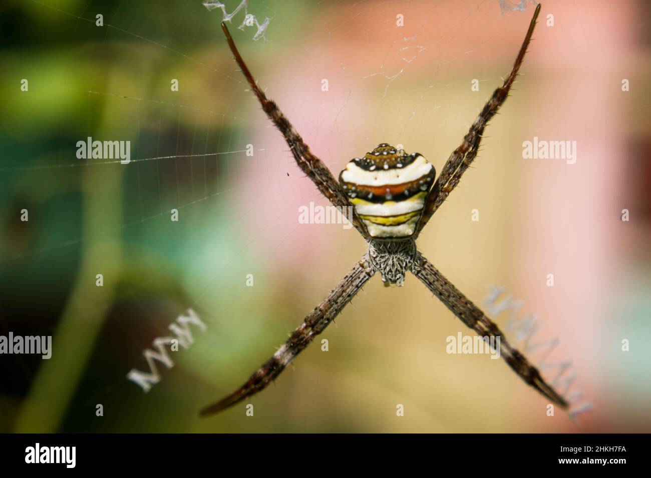 A colorful spider in a spider web making some unique design in the web ...
