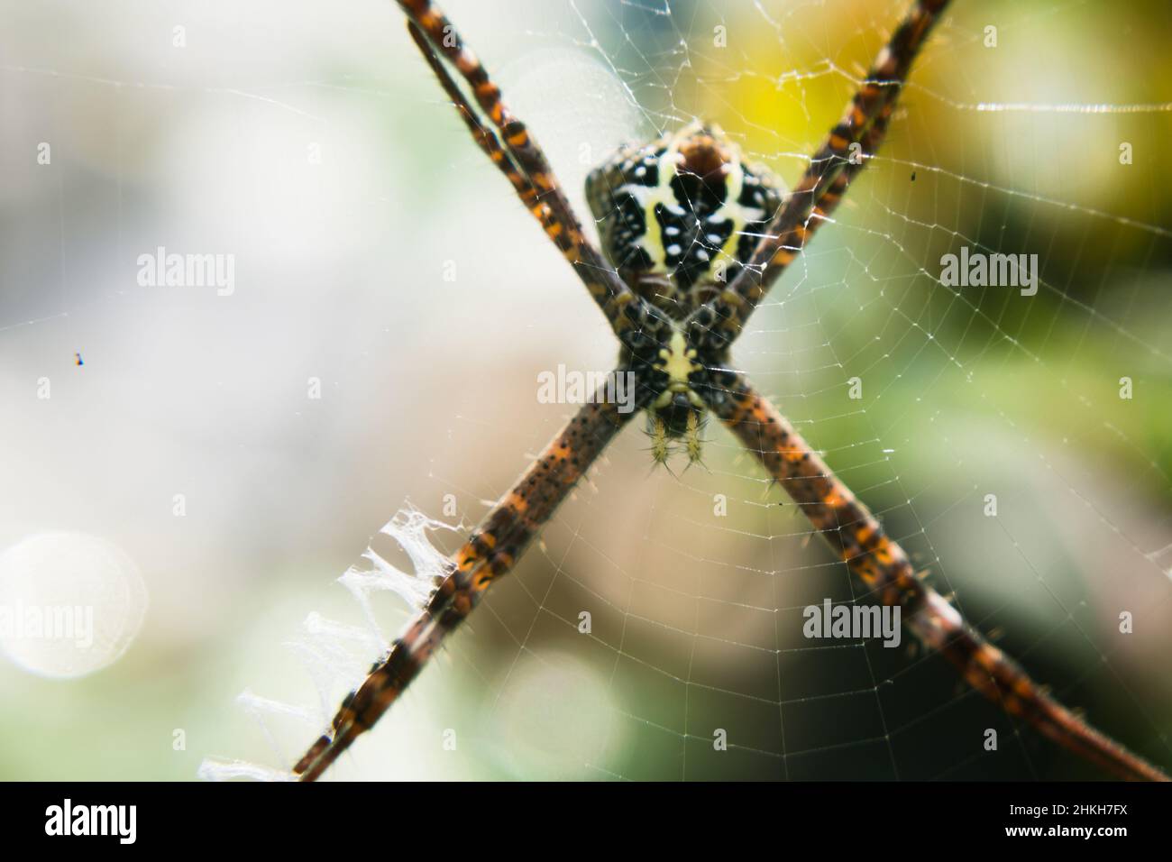 A colorful spider in a spider web making some unique design in the web ...