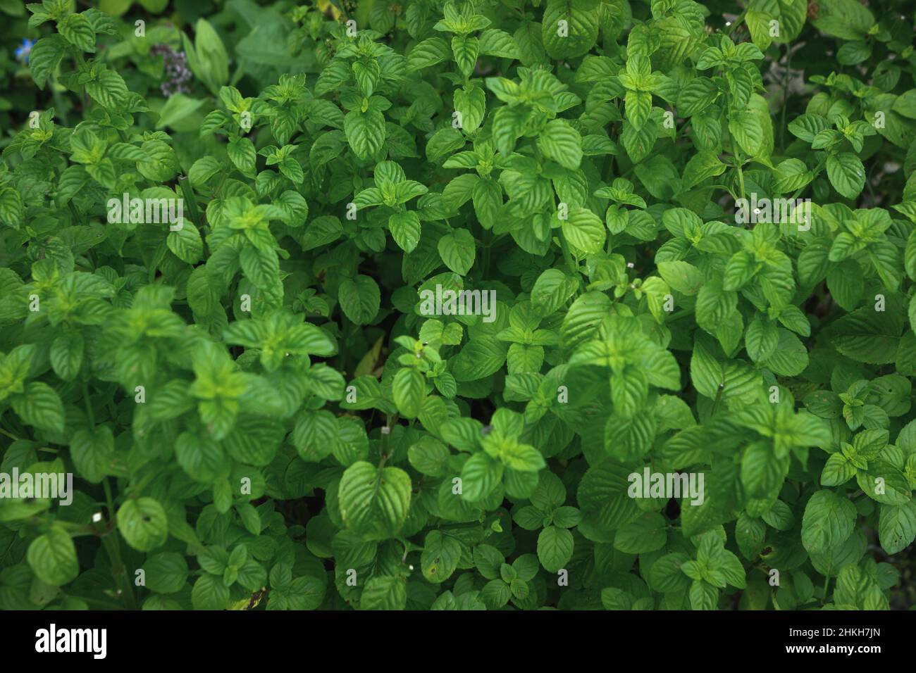Mint green texture background hi-res stock photography and images - Alamy