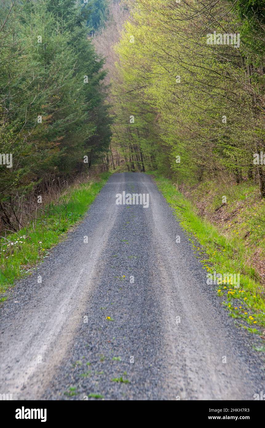 Straight forest path in spring in the forest, portrait format Stock ...