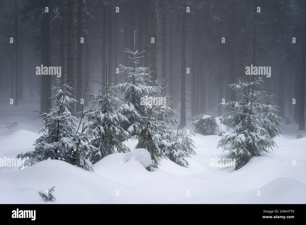 Group of little trees in deep snowy and foggy forest of Krkonose ...