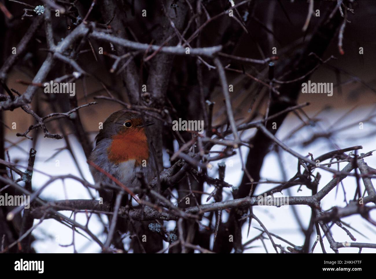 Analog sticks hi-res stock photography and images - Alamy