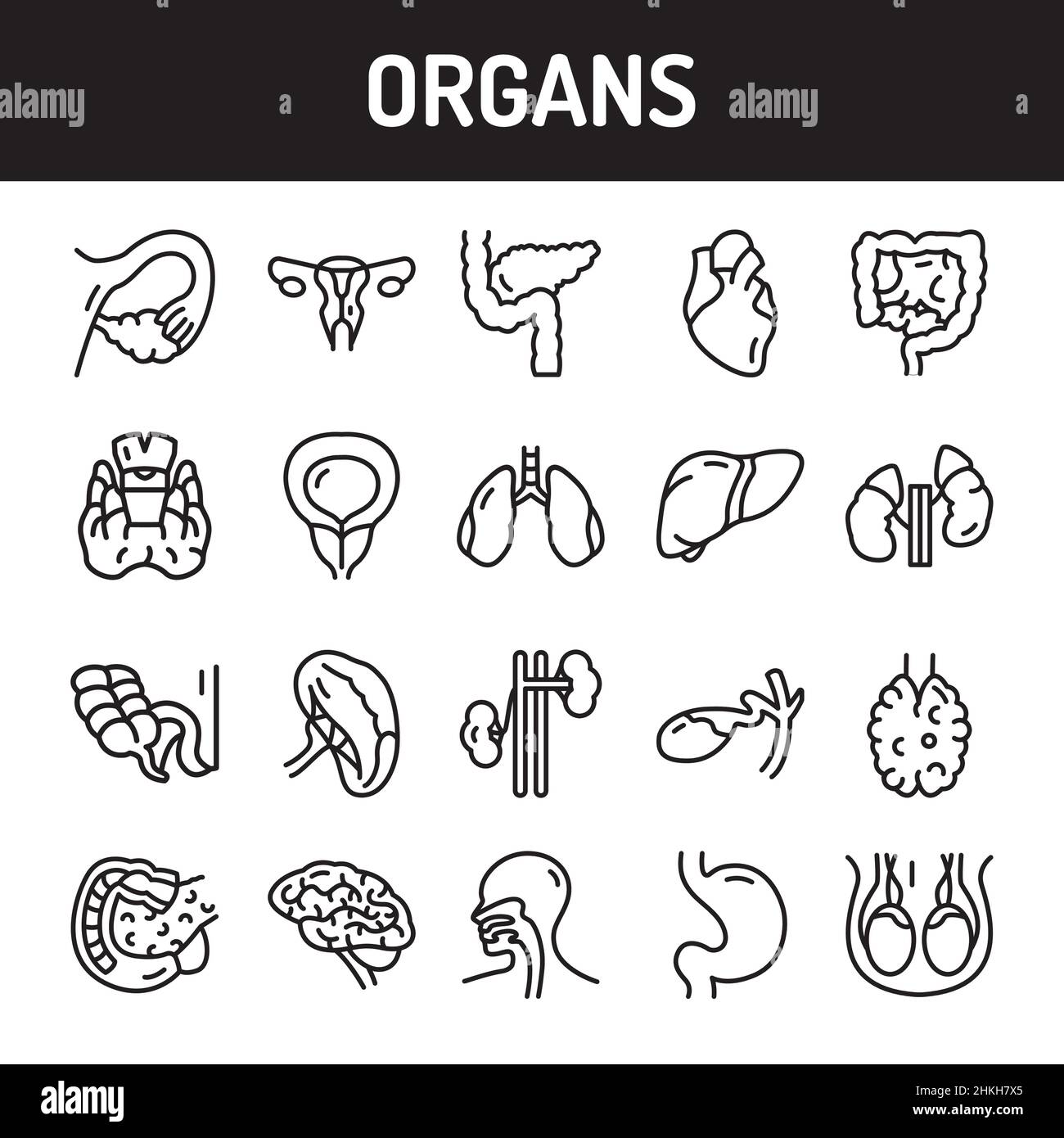 Organs line icons set. Isolated vector element. Outline pictograms for ...
