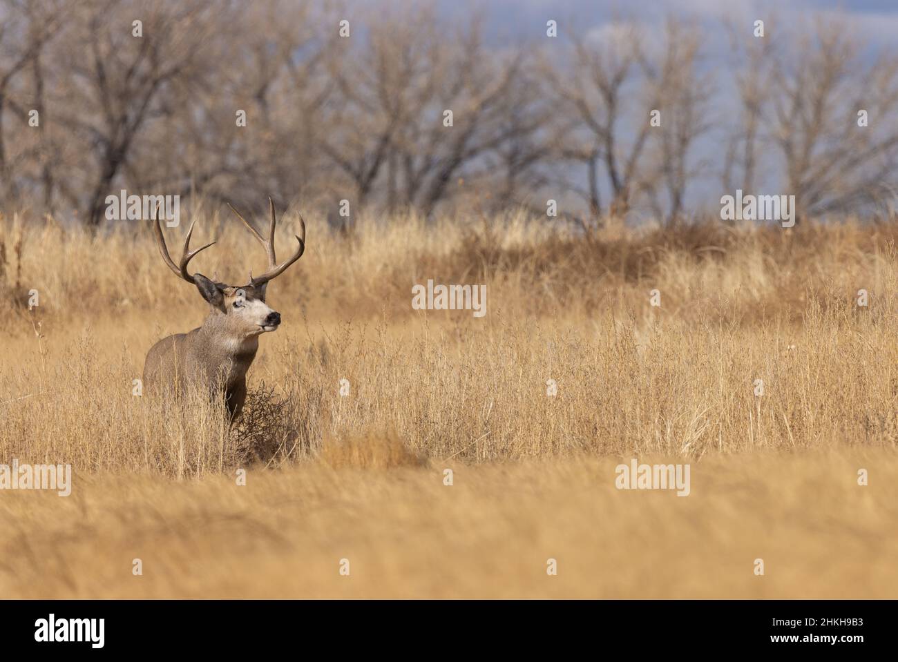 Buck Mule Deer During the Rut in Colorado in Autumn Stock Photo - Alamy