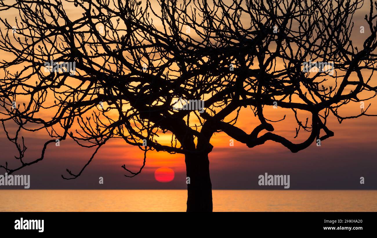 tree on sunset background on the shore of the Adriatic Sea, Croatia ...