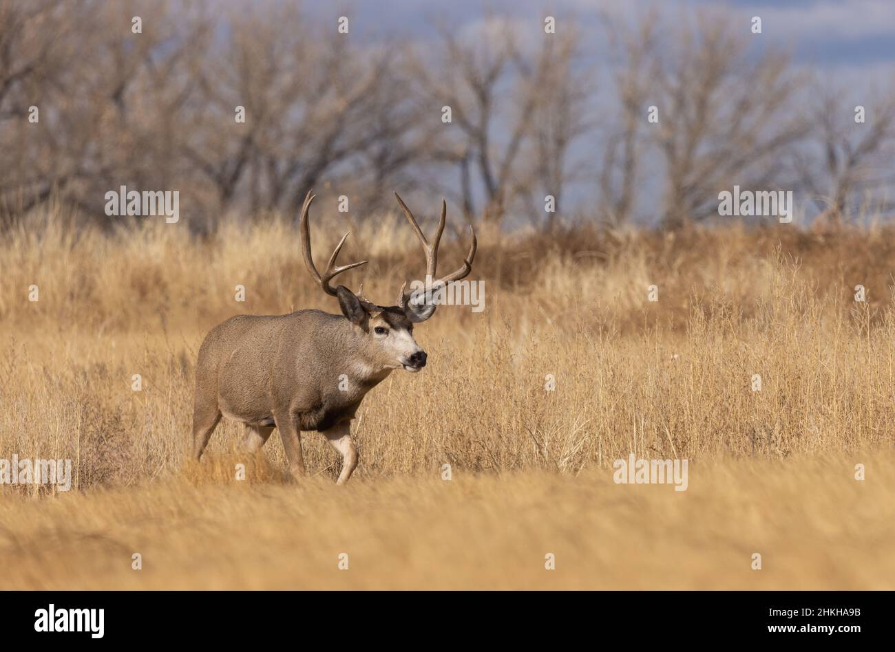 Buck Mule Deer During the Rut in Colorado in Autumn Stock Photo - Alamy