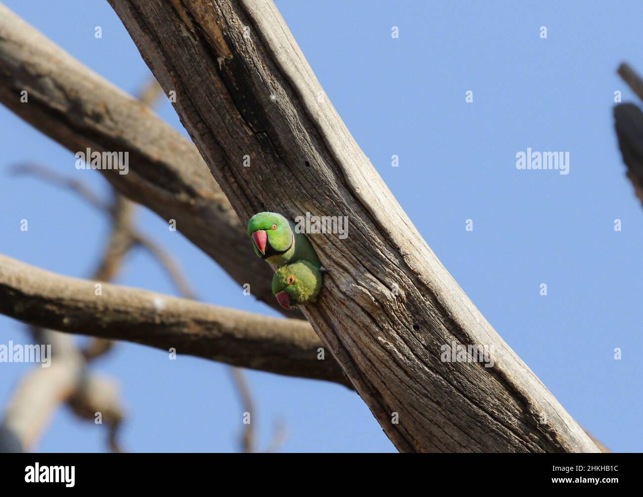 Rose-ringed Parakeet in the nest, South Africa Stock Photo - Alamy