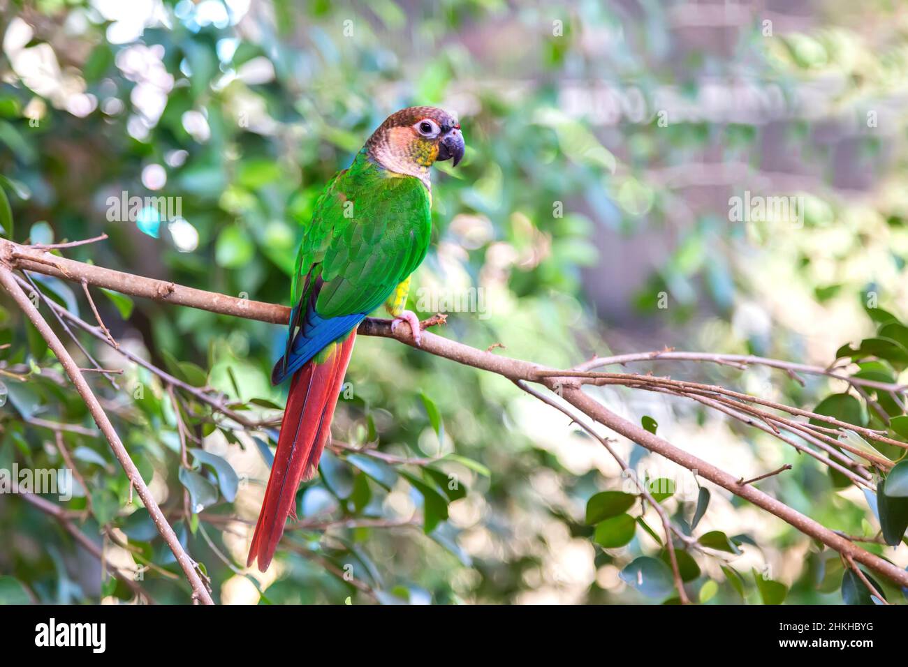 Green parrot, sitting on the branch in courtship love ceremonyin Asian ...