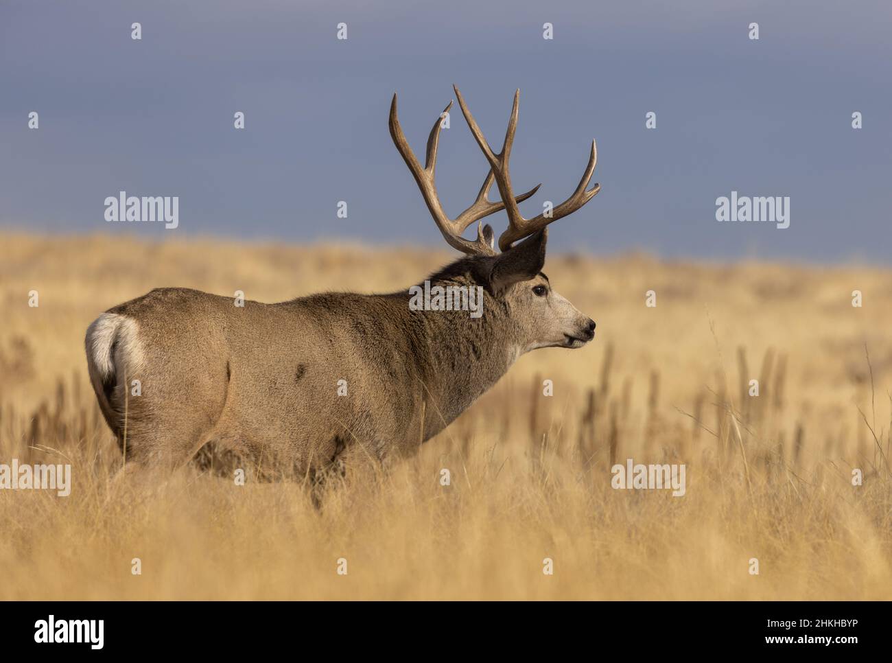 Buck Mule Deer During the Rut in Colorado in Autumn Stock Photo - Alamy