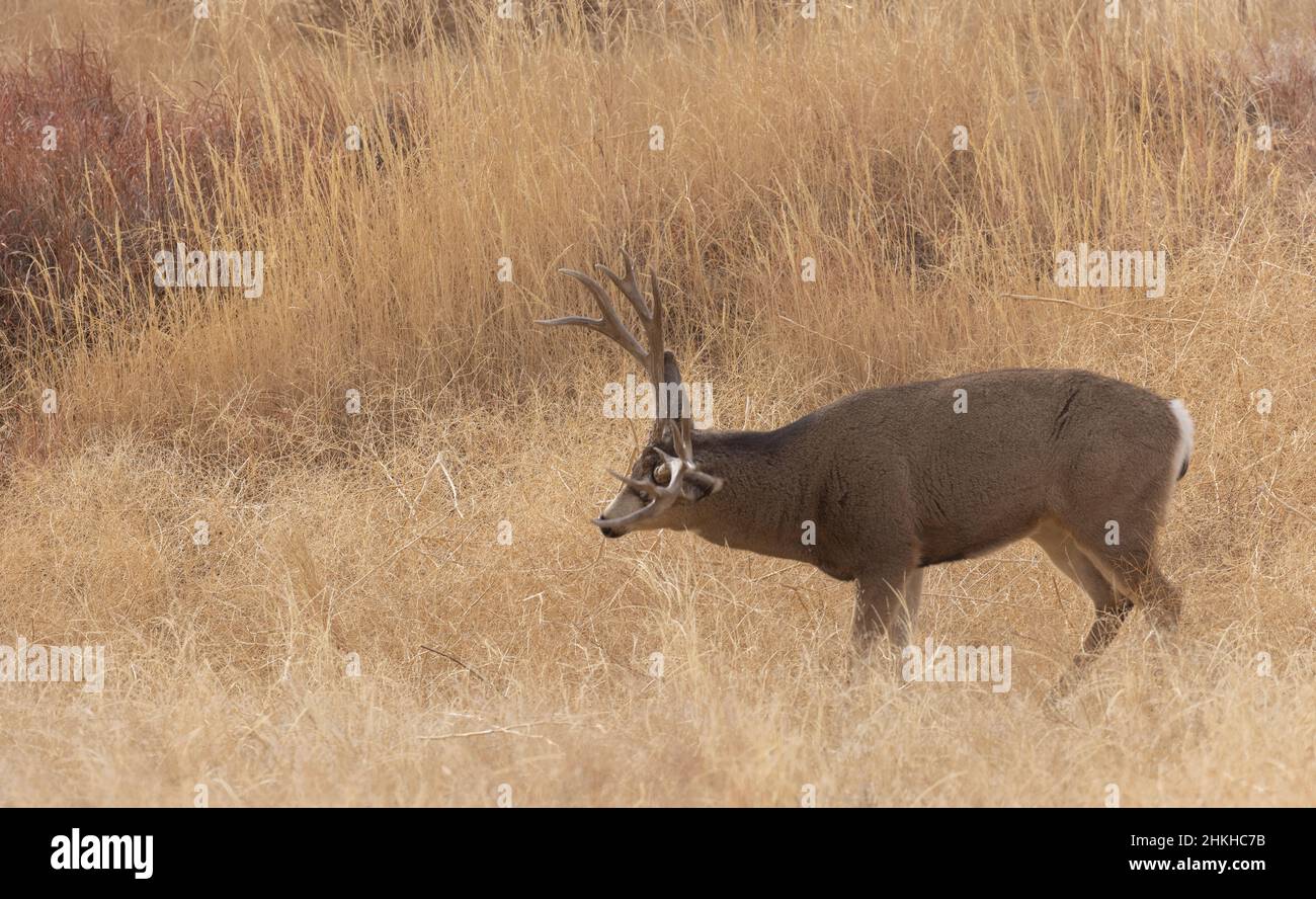 Buck Mule Deer During the Rut in Colorado in Autumn Stock Photo - Alamy