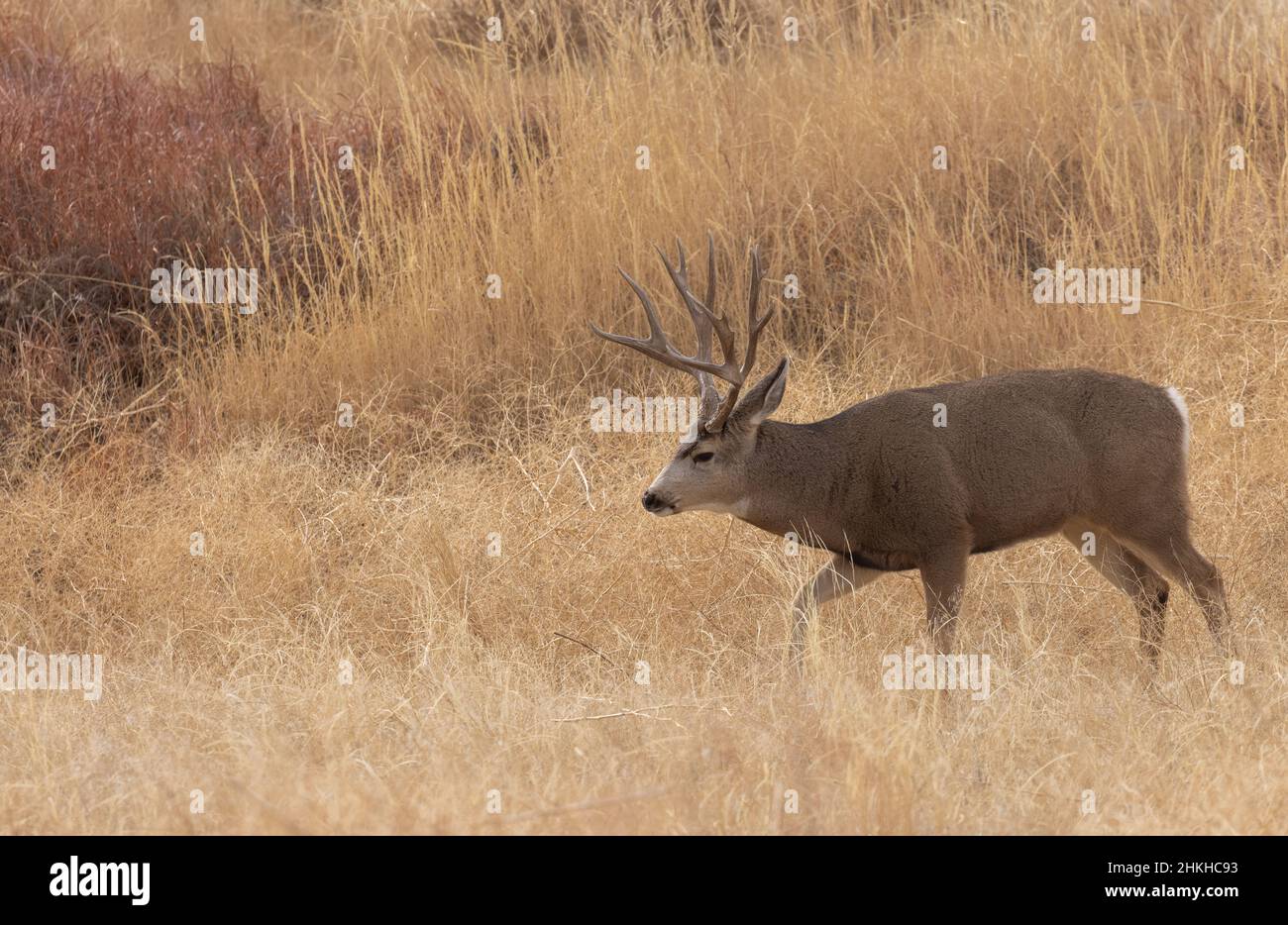 Buck Mule Deer During the Rut in Colorado in Autumn Stock Photo - Alamy