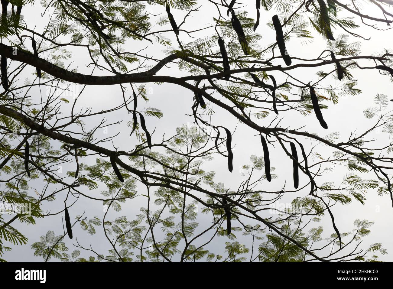 Tamarind tree, Yucatan Mexico Stock Photo - Alamy