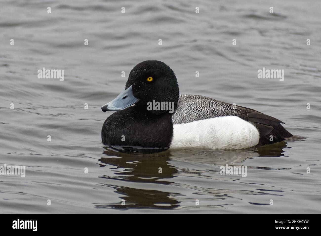 Black and white male Scaup Stock Photo - Alamy