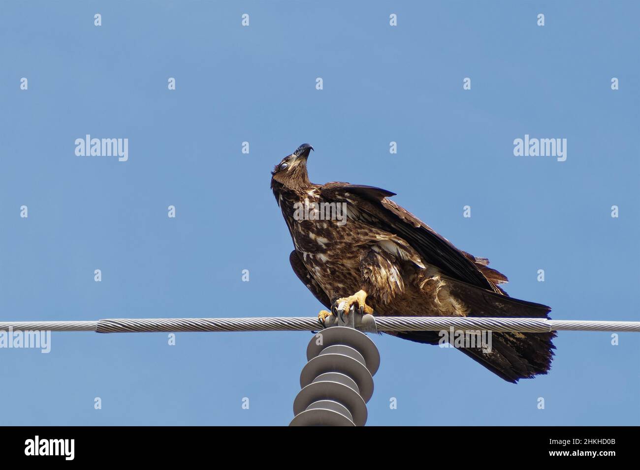 Molting juvenile bald eagle Stock Photo - Alamy