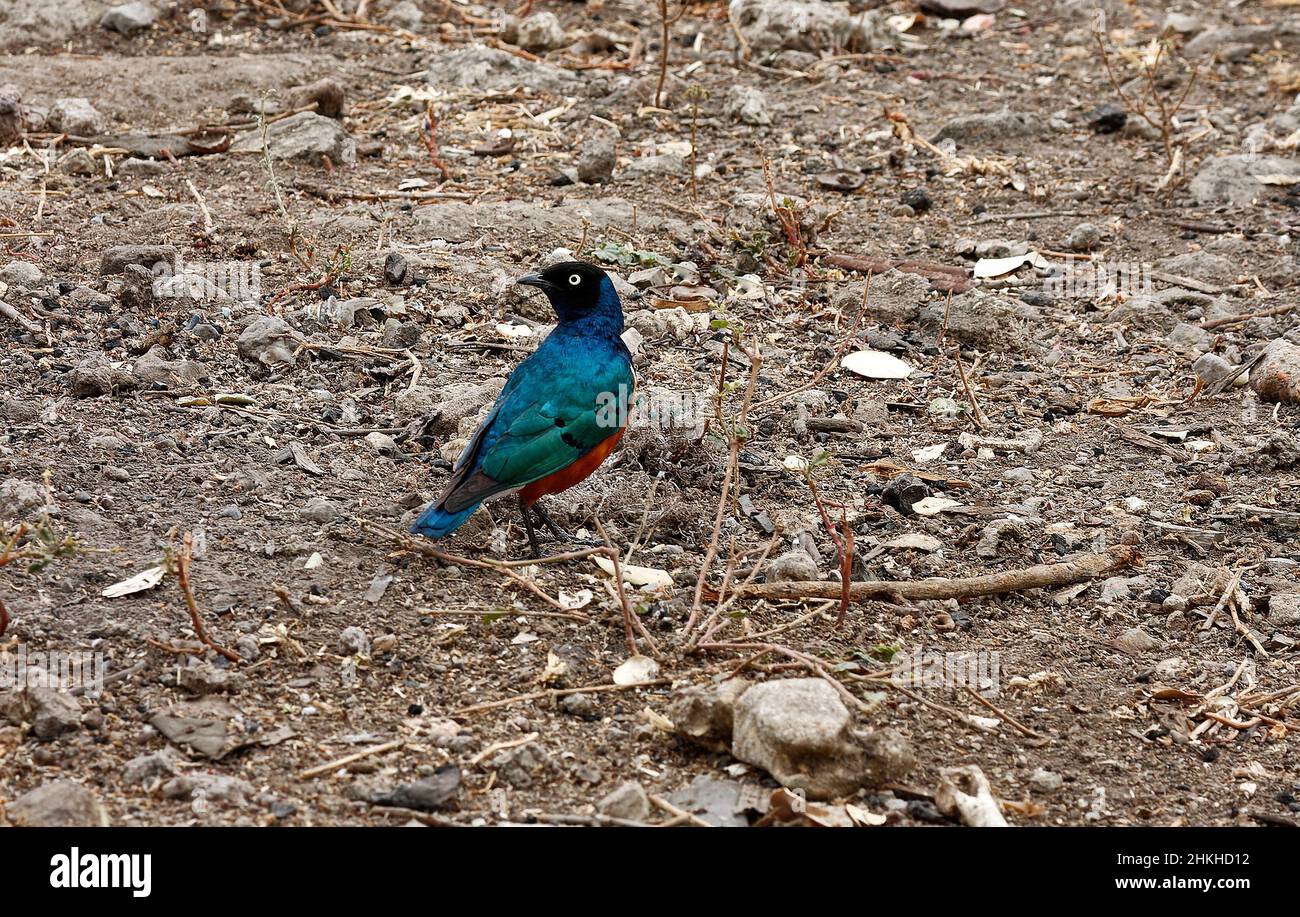 Superb starling, small bird, brightly colored, Lamprotornis superbus ...