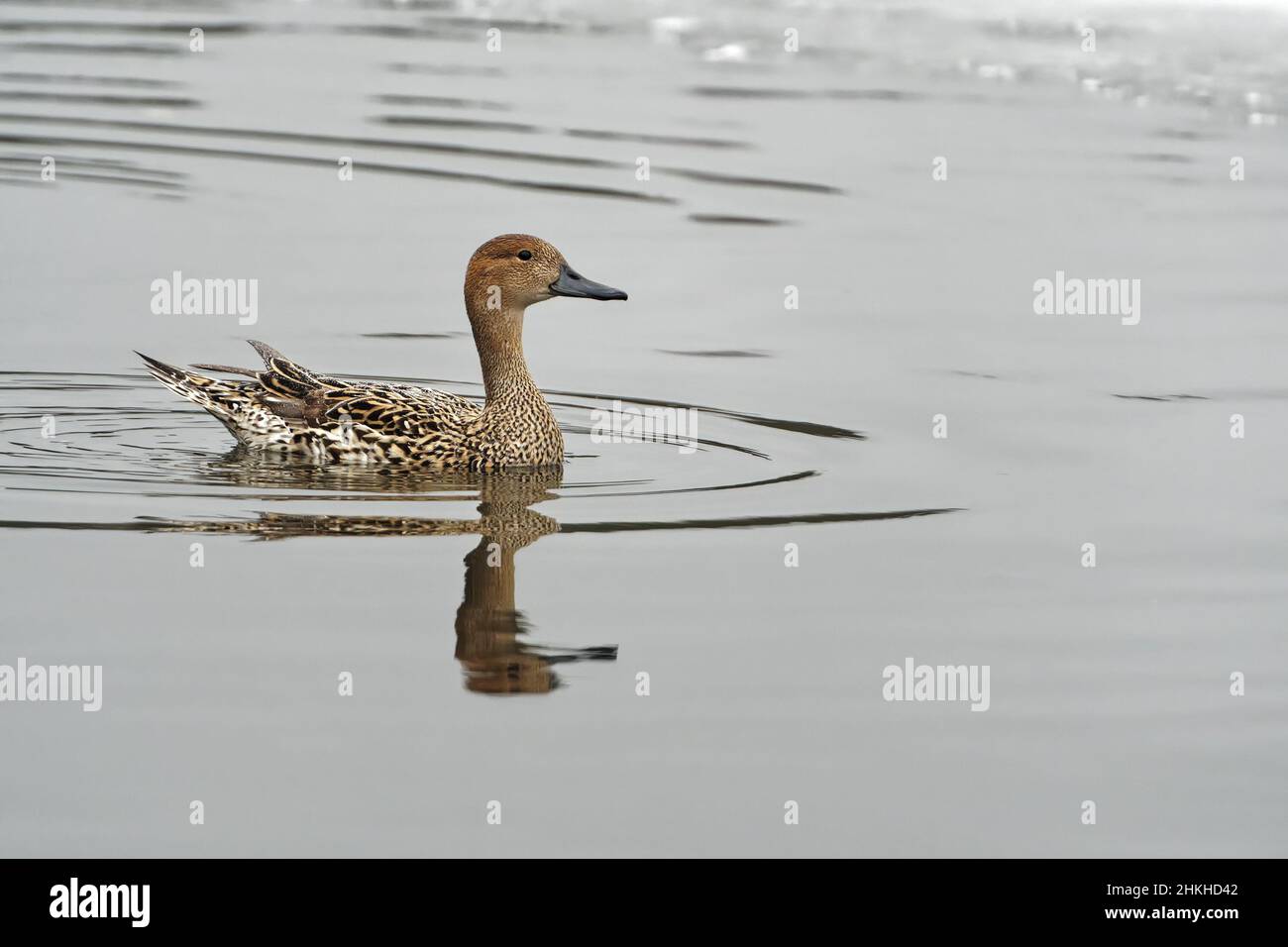 Mating pintail hi-res stock photography and images - Alamy
