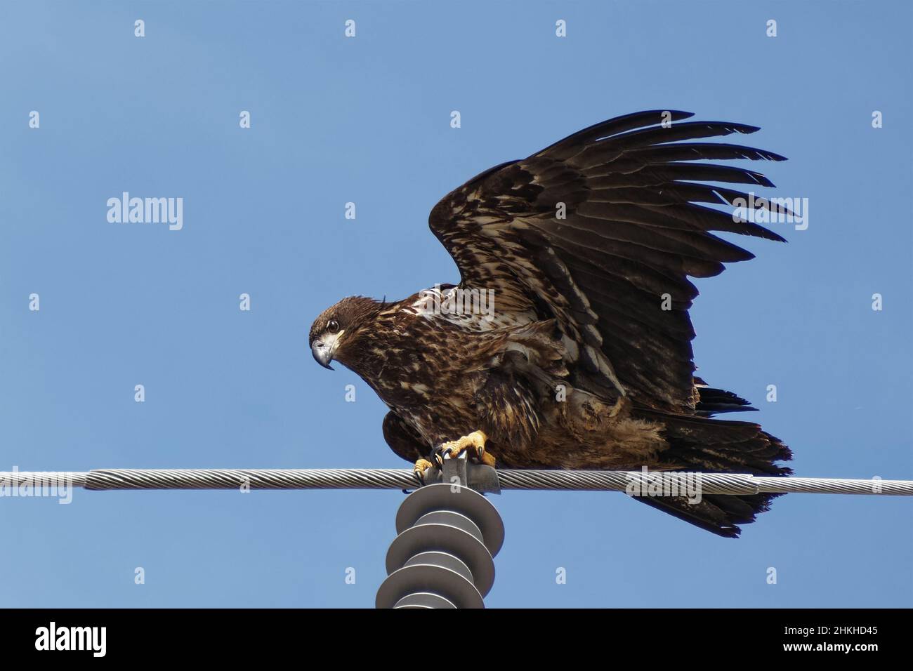 Molting juvenile bald eagle Stock Photo - Alamy