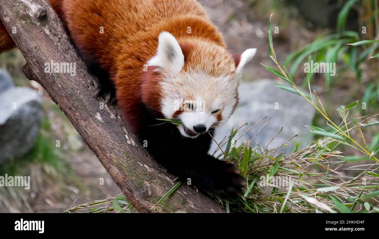 Red panda on a tree in a forest Stock Photo - Alamy