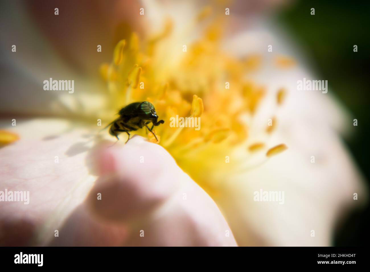 A fly in the Rose pistil Stock Photo - Alamy