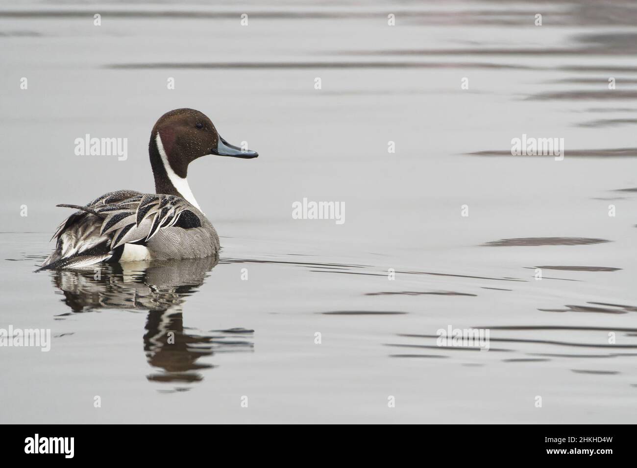 Mating pintail hi-res stock photography and images - Alamy