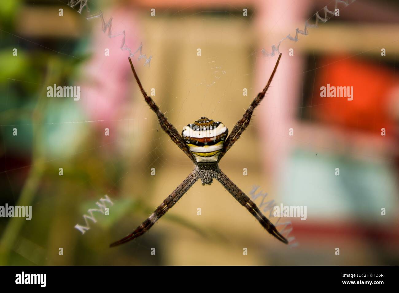 A colorful spider in a spider web making some unique design in the web ...