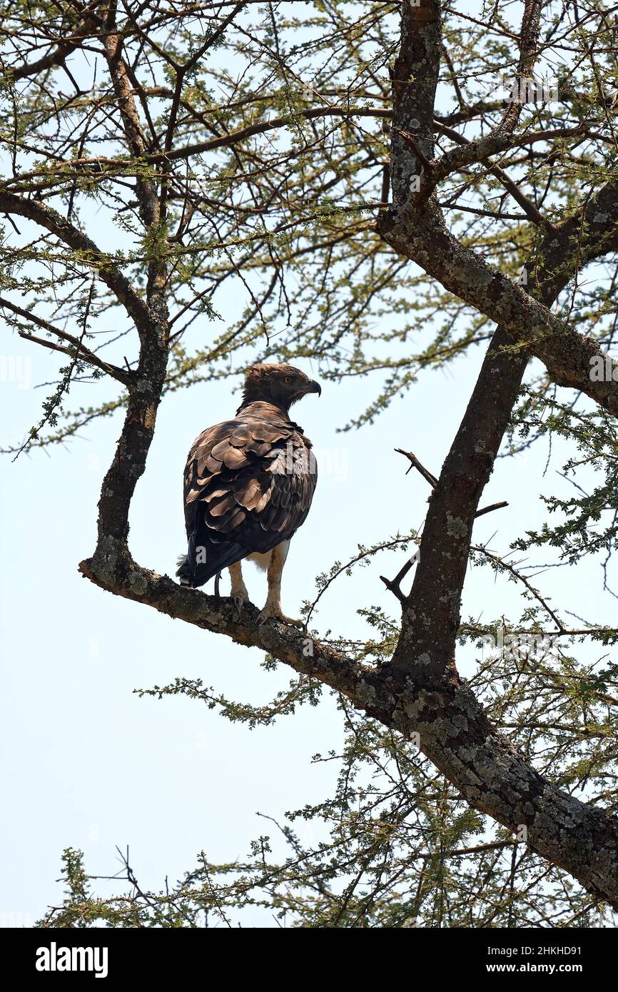 Marshal eagle, side rear view, sitting in tree, large bird, 34 inches ...