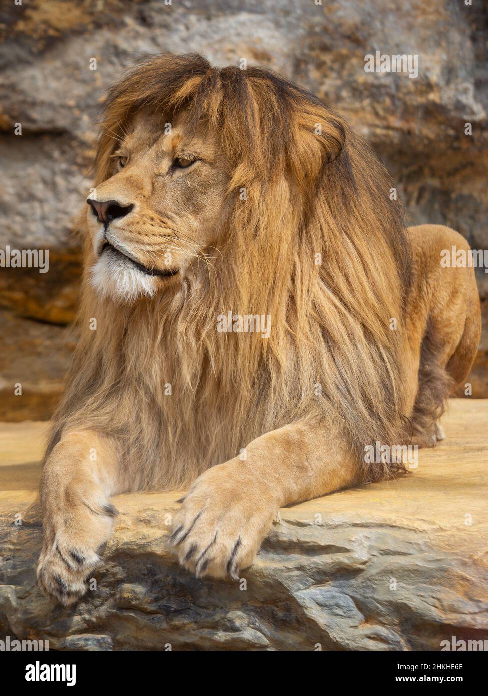 Lion male, close-up view of animal with a majestic look Stock Photo - Alamy