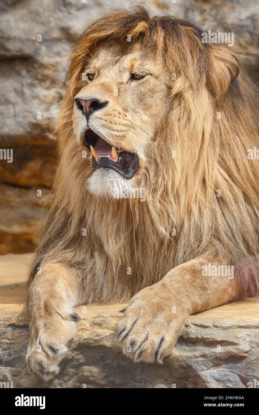 Portrait of a lion male with open mouth and big teeth Stock Photo - Alamy