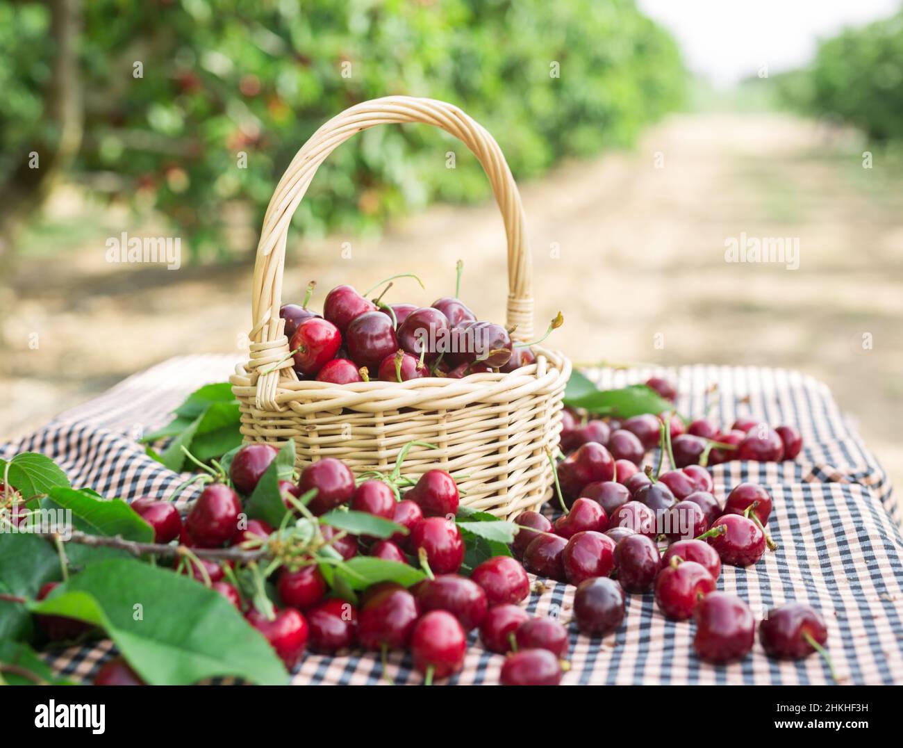 ripe juicy cherries in wicker basket in cherry garden Stock Photo - Alamy