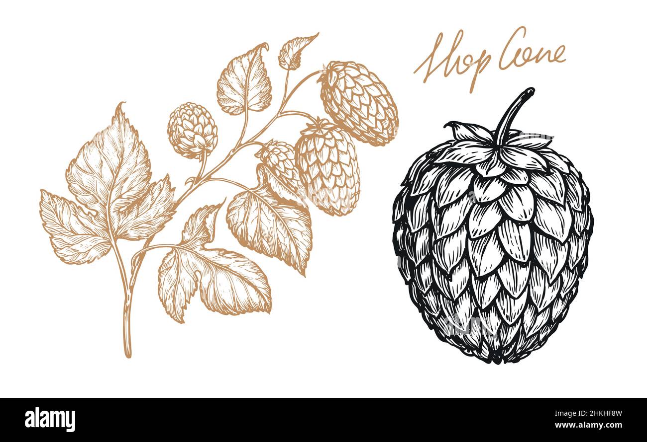 Drawing of hop cone flower sketch in vintage engraving style. Beer hop ...