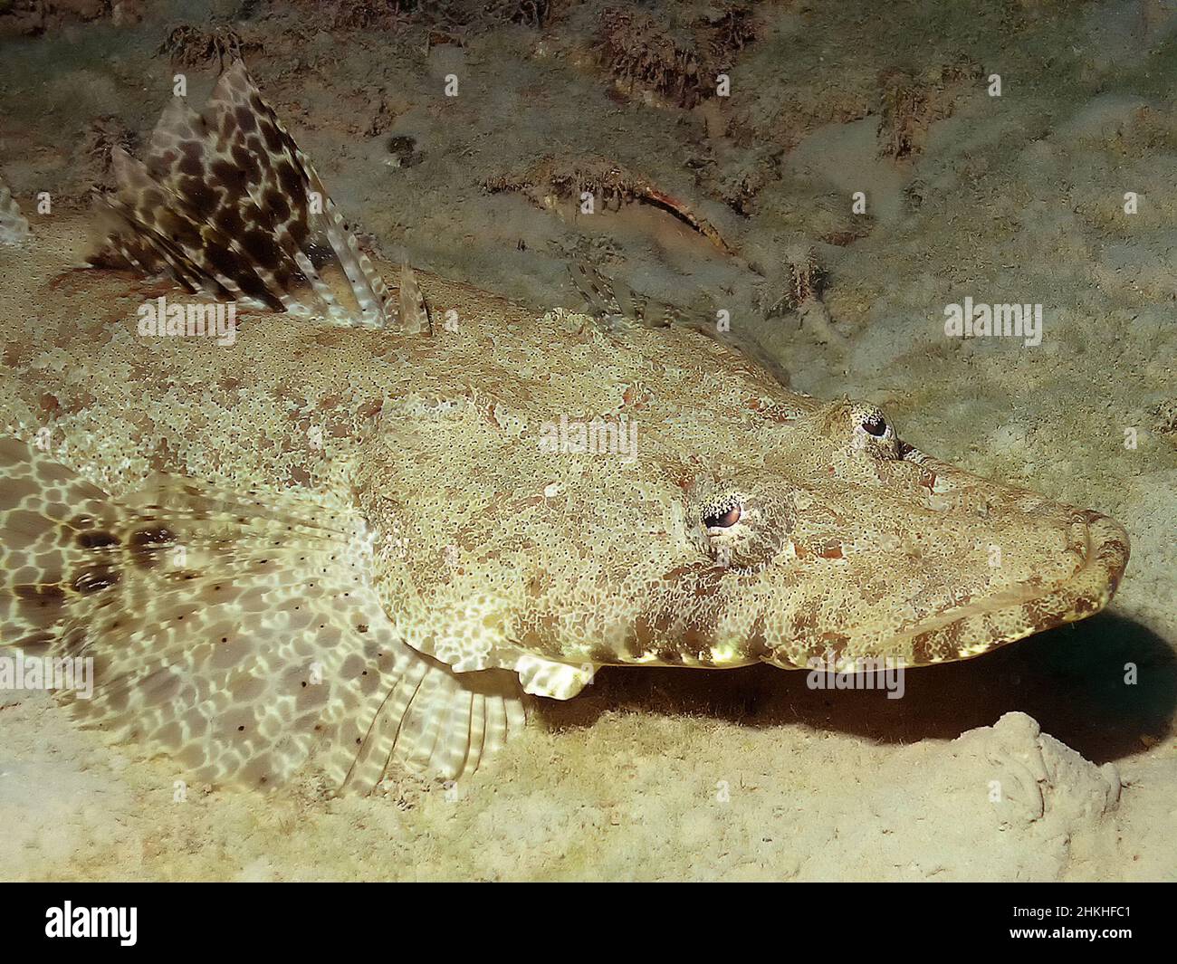 A Crocodilefish (Papilloculiceps longiceps) in the Red Sea Stock Photo ...