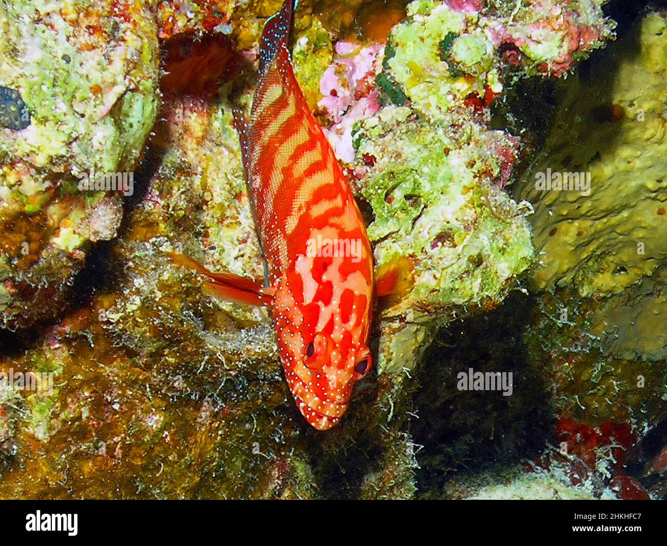 Gulf grouper hi-res stock photography and images - Alamy