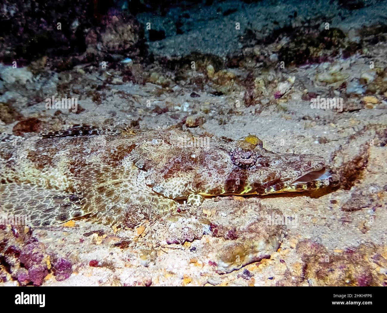 A Crocodilefish (Papilloculiceps longiceps) in the Red Sea Stock Photo ...