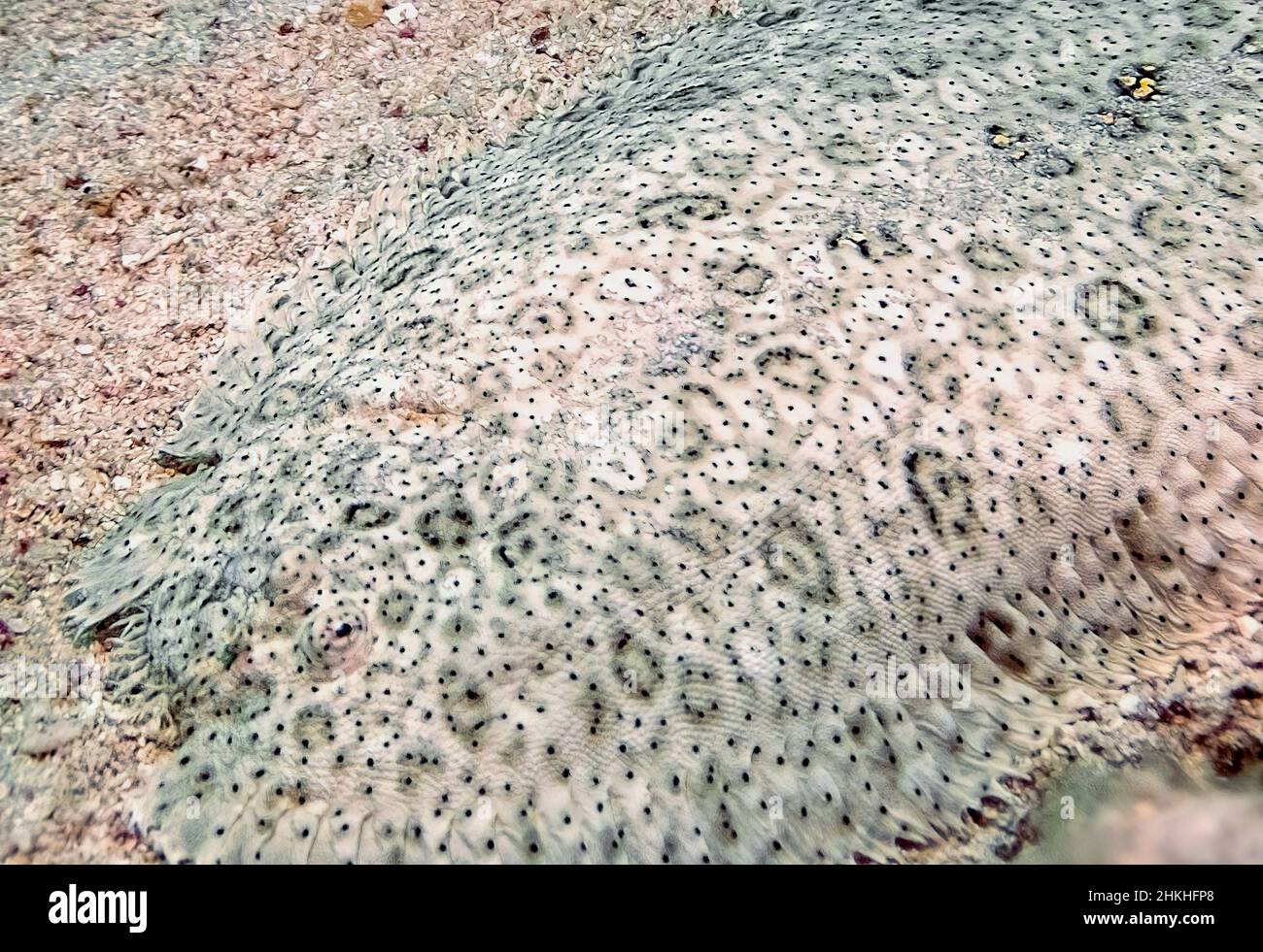 A Moses Sole (Pardachirus marmoratus) in the Red Sea, Egypt Stock Photo ...