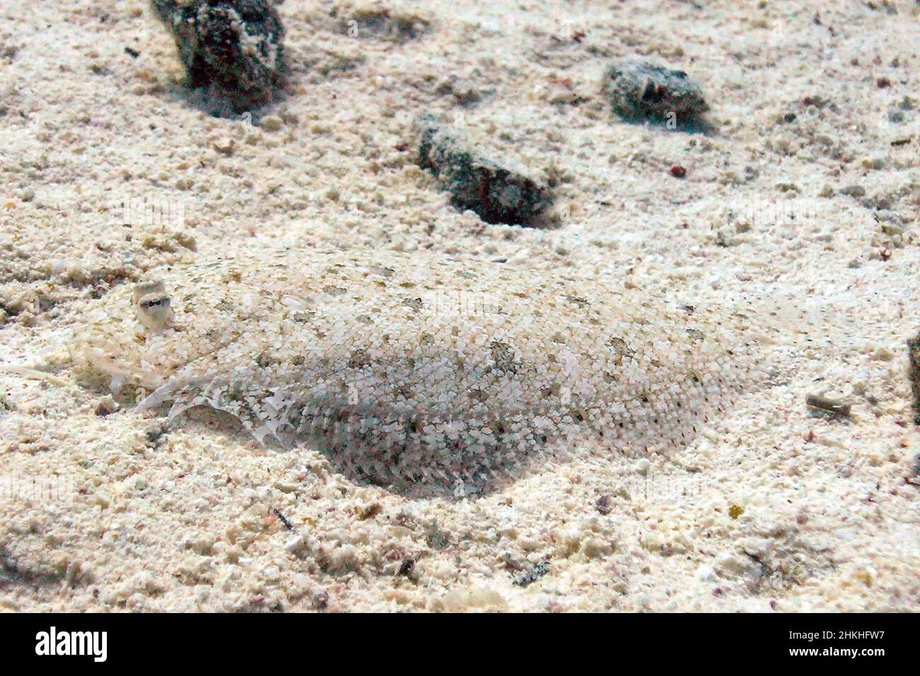 A Moses Sole (Pardachirus marmoratus) in the Red Sea, Egypt Stock Photo ...