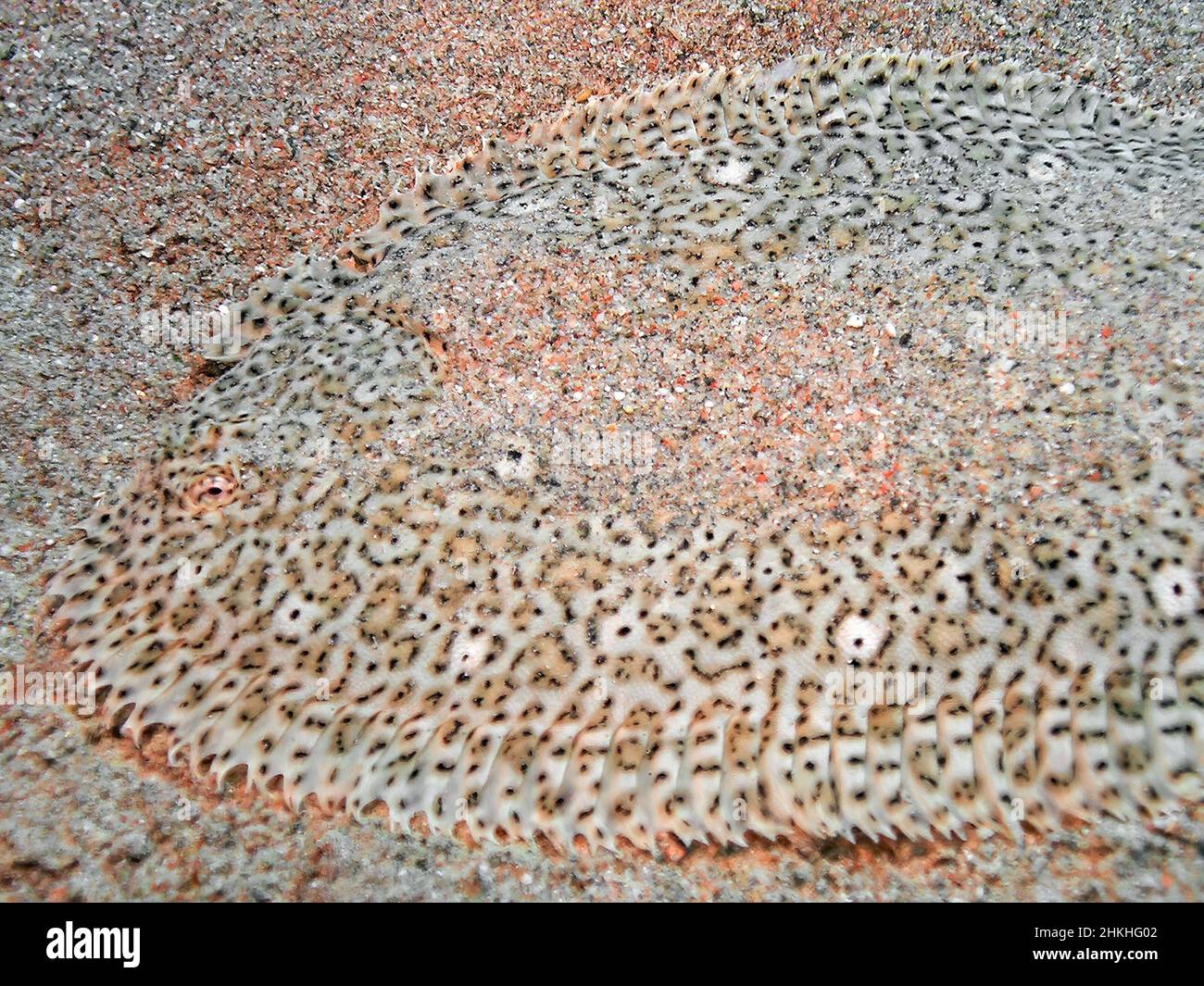 A Moses Sole (Pardachirus marmoratus) in the Red Sea, Egypt Stock Photo ...