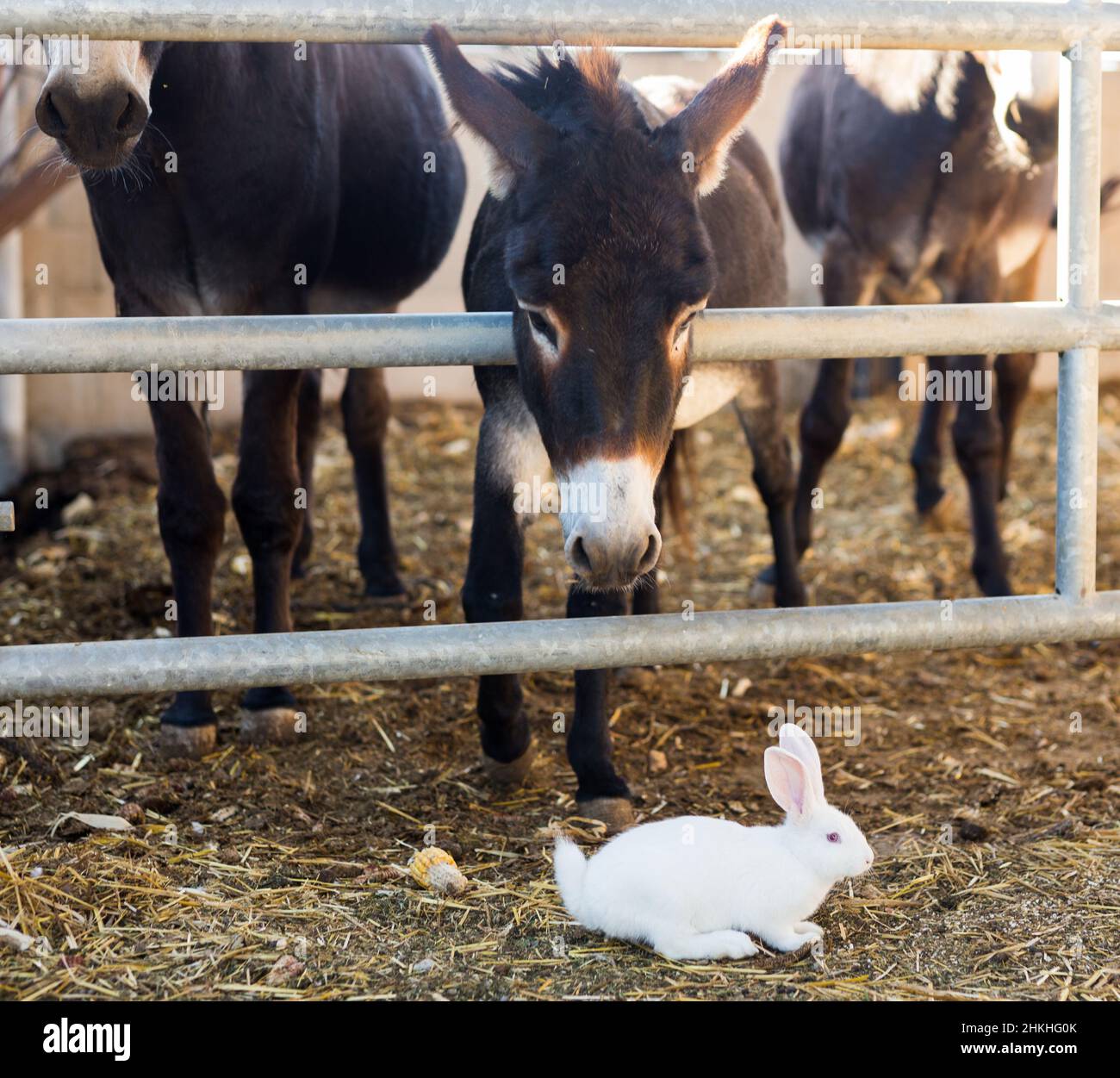 Care of farm animals hi-res stock photography and images - Alamy
