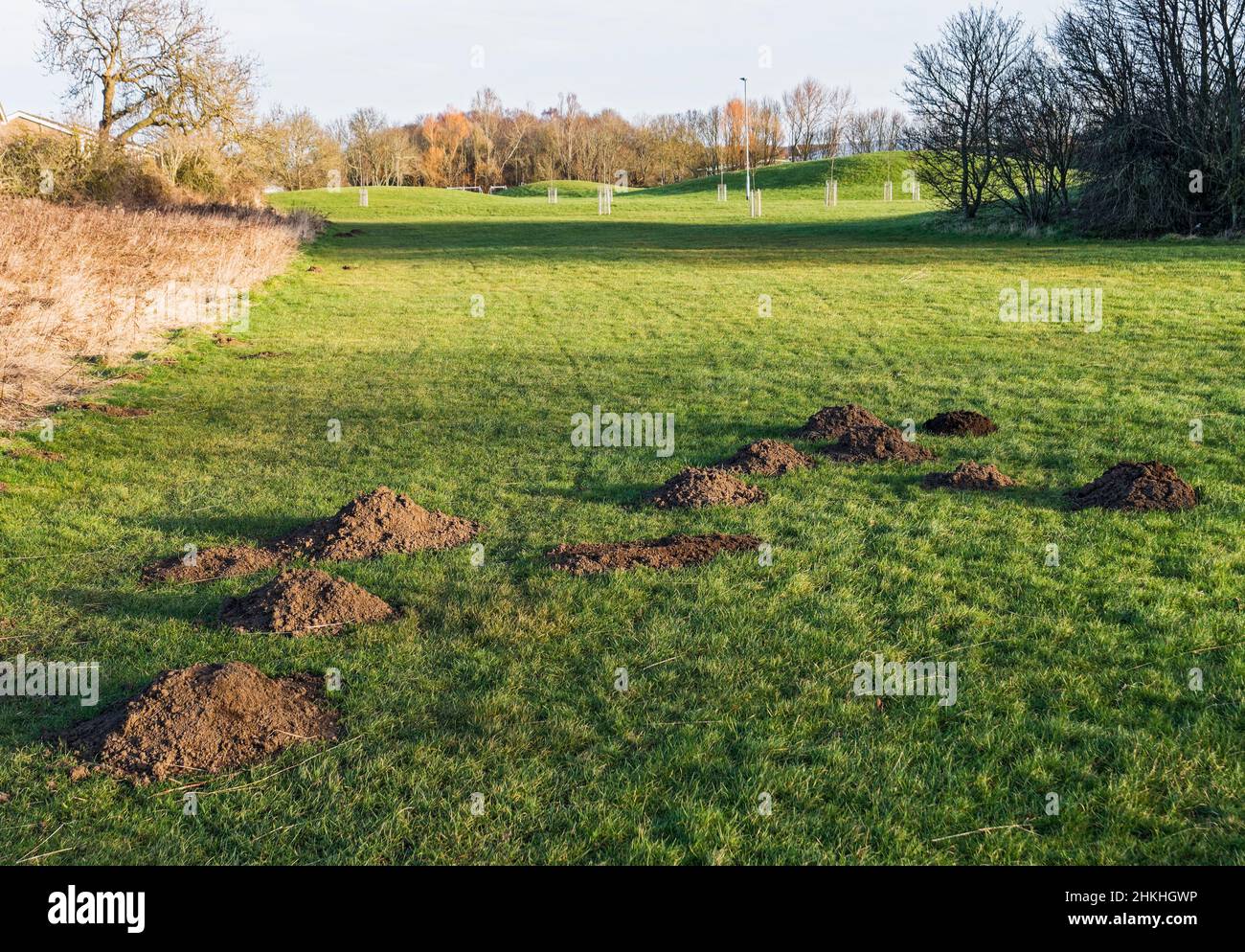 Mounds of earth or molehills caused by burrowing mammals including ...