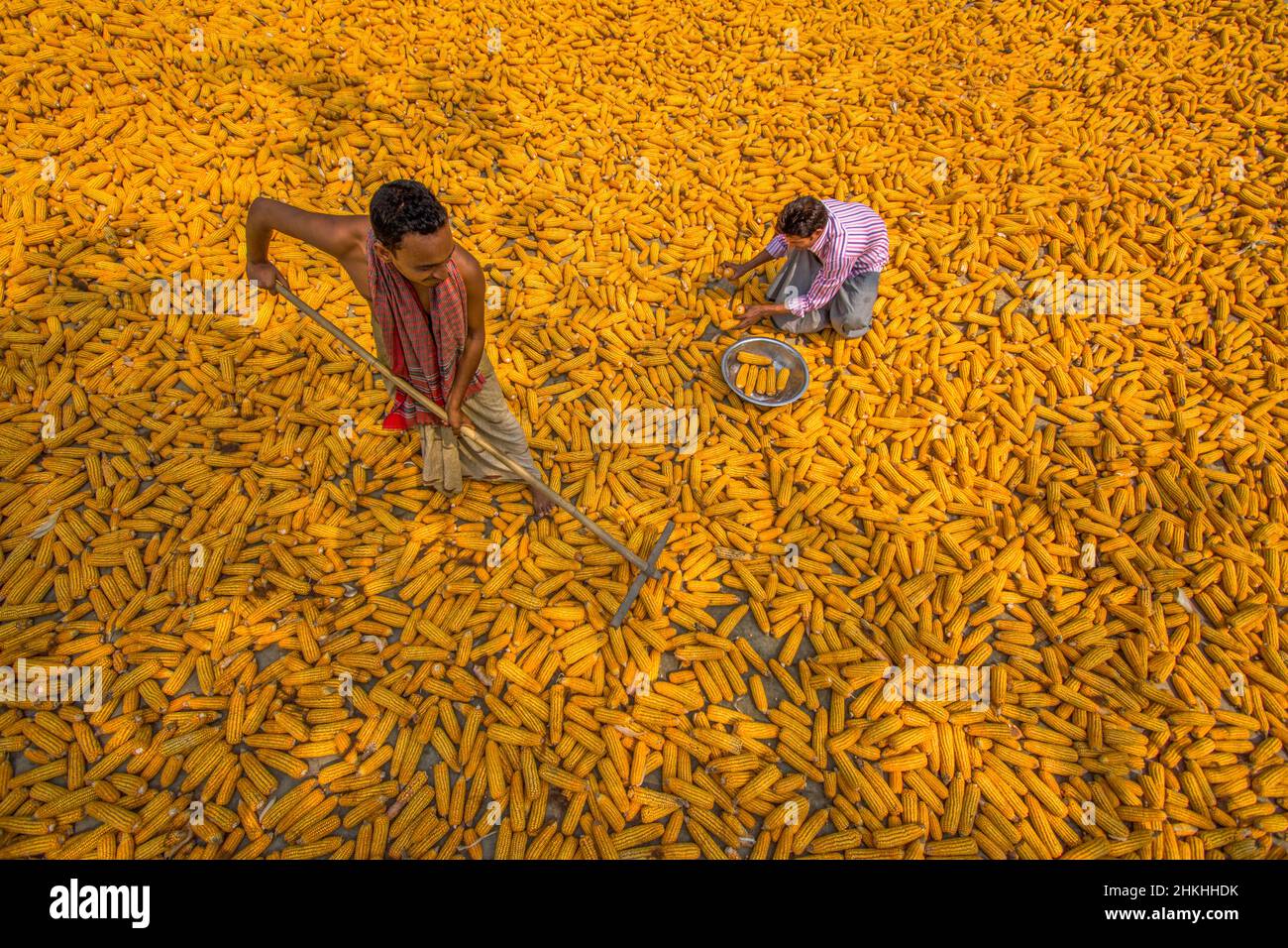 Locals are processing corn/maize Stock Photo - Alamy