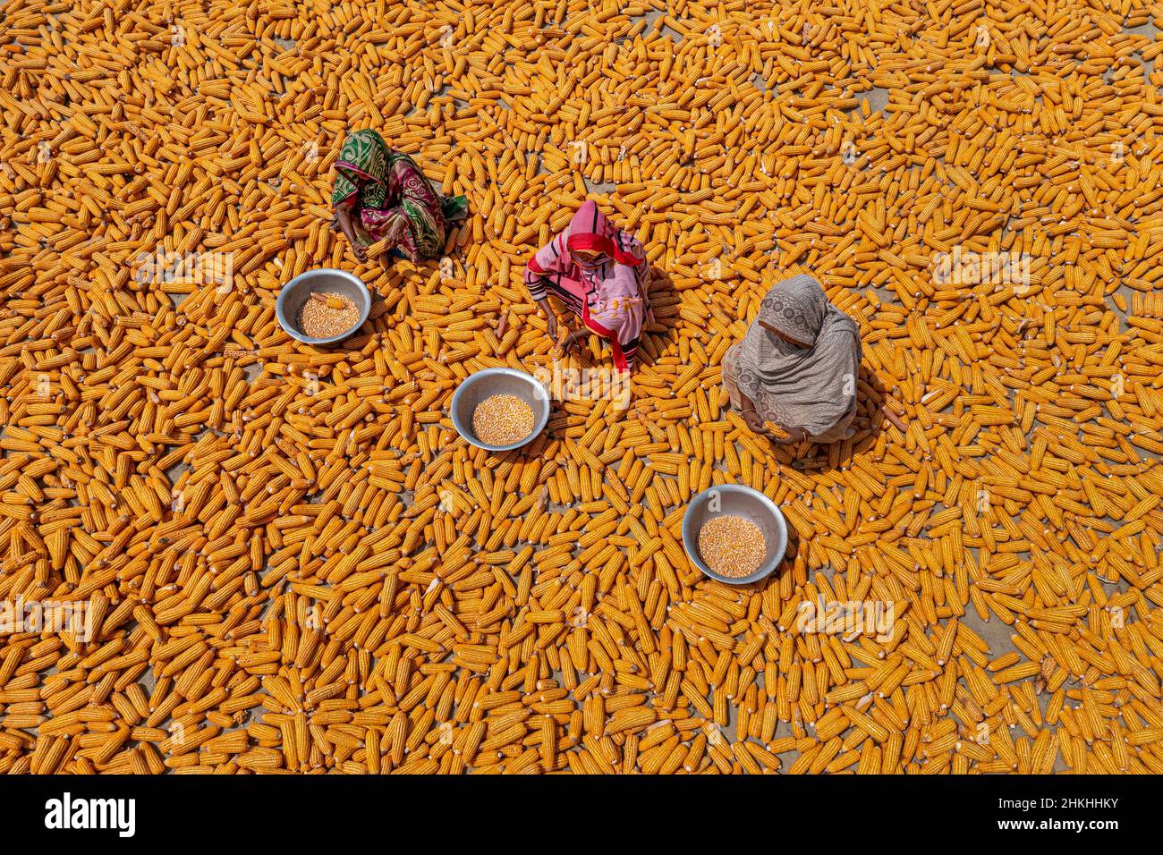 Locals are processing corn/maize Stock Photo - Alamy