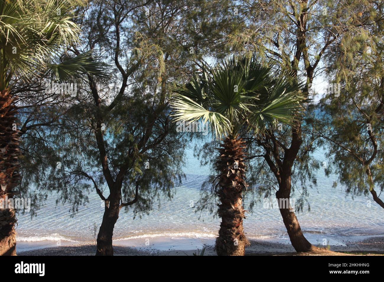 Seaside and trees. Unspoiled coast, landscape Stock Photo - Alamy