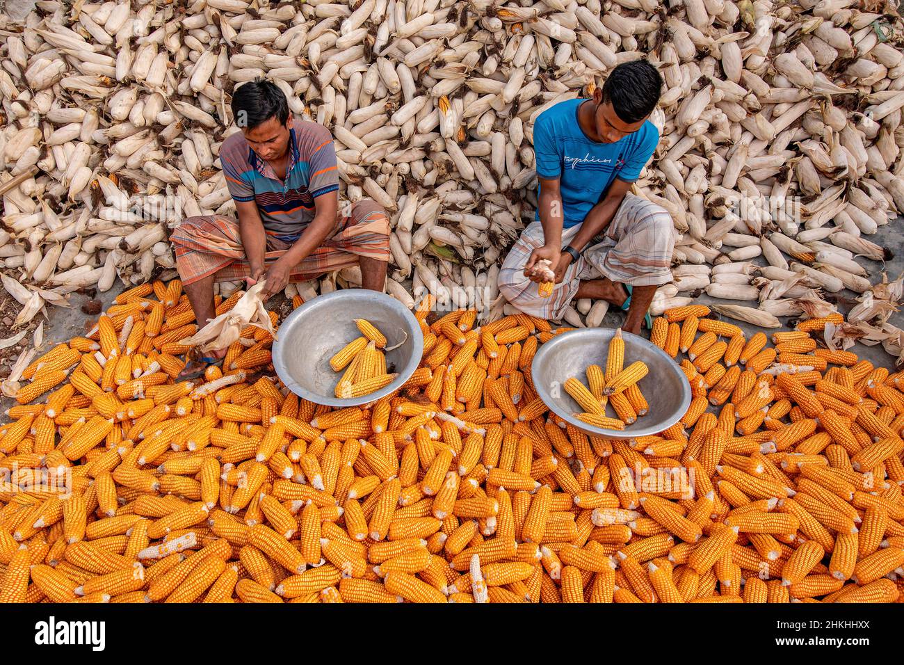 Domesticated corn hi-res stock photography and images - Alamy