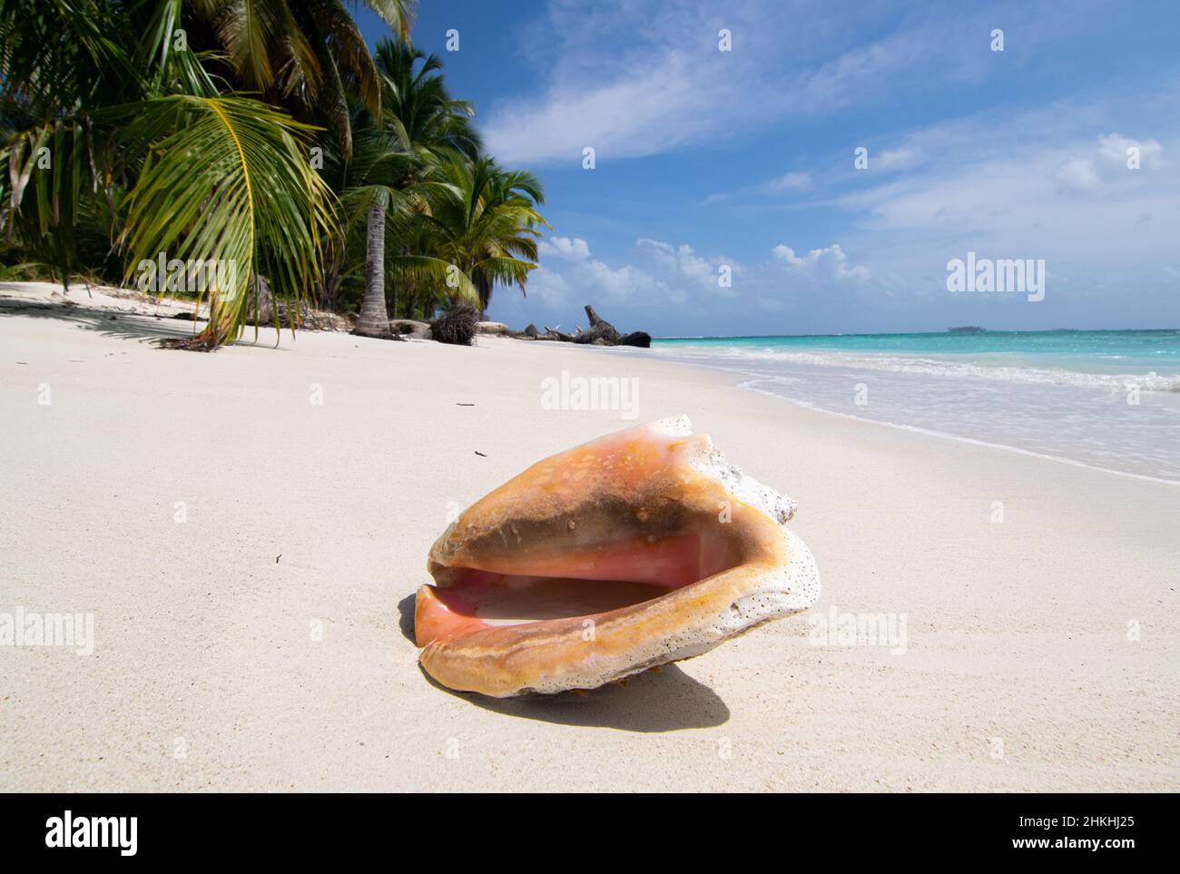 Shell on an untouched palm beach at Chichime island (San Blas Stock ...