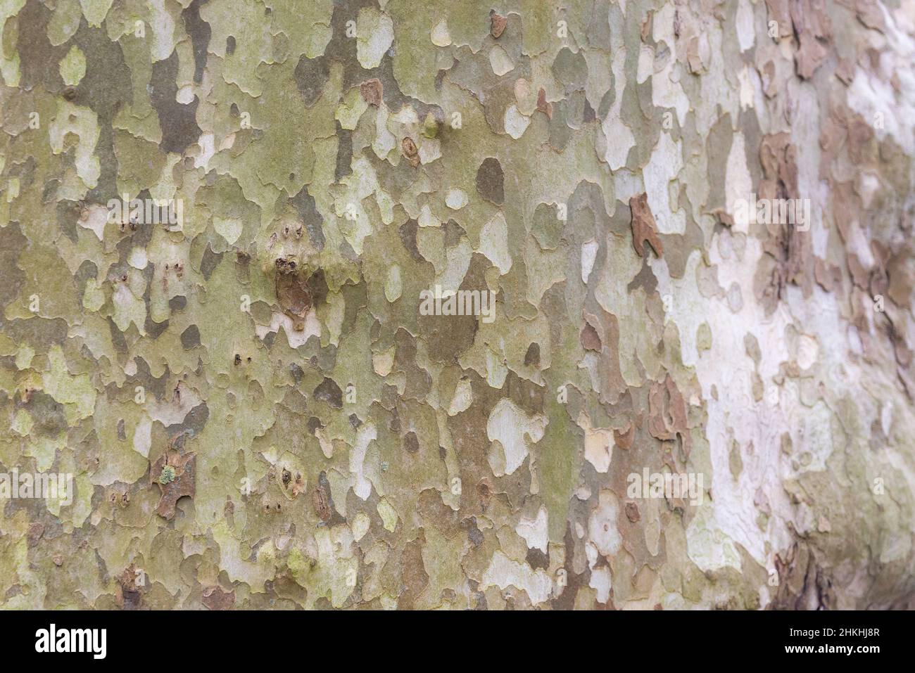 Sycamore bark close-up. The spring sycamore tree was photographed ...